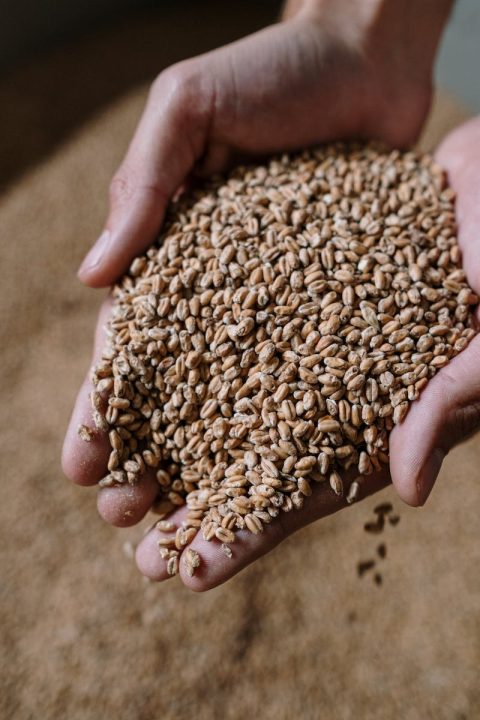 Decoding The Art Of Malting - What It Means For Your Beer - Brew and Beyond