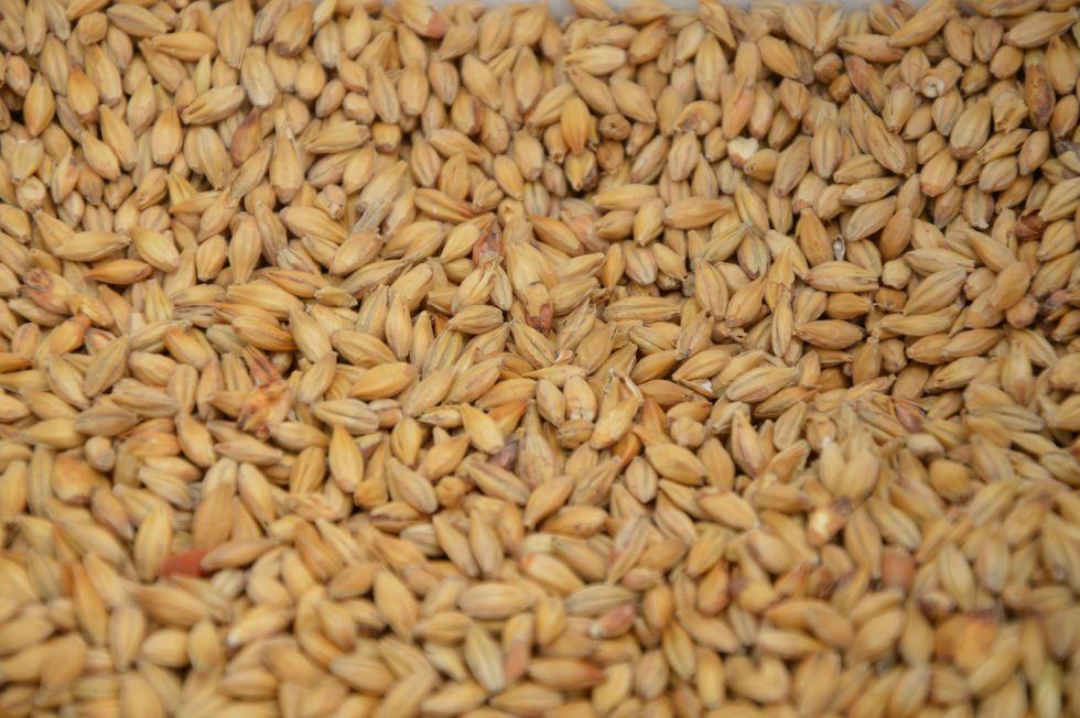 Decoding The Art Of Malting - What It Means For Your Beer - Brew and Beyond